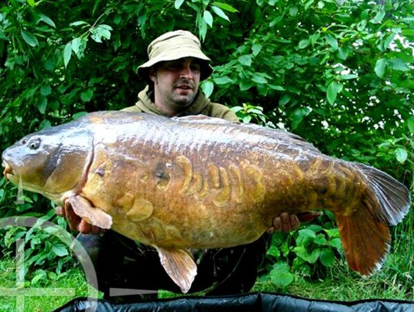 Record karper - de grootste karpers ter wereld - CarpFeeling