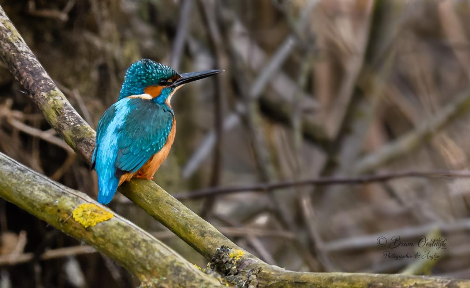 Zo fotografeer je ijsvogels - Handige tips van Bram Oostdijk - CarpFeeling