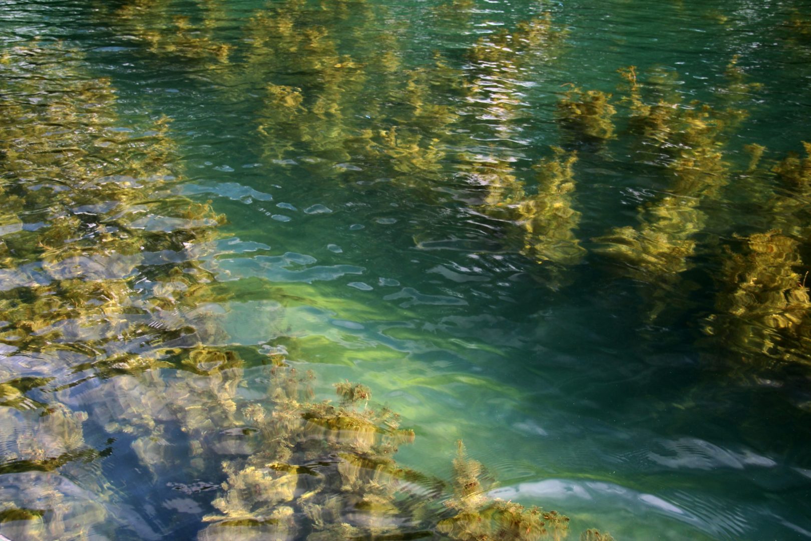 Zo maak je een stek vrij van wier - 3 tips voor de visser - CarpFeeling
