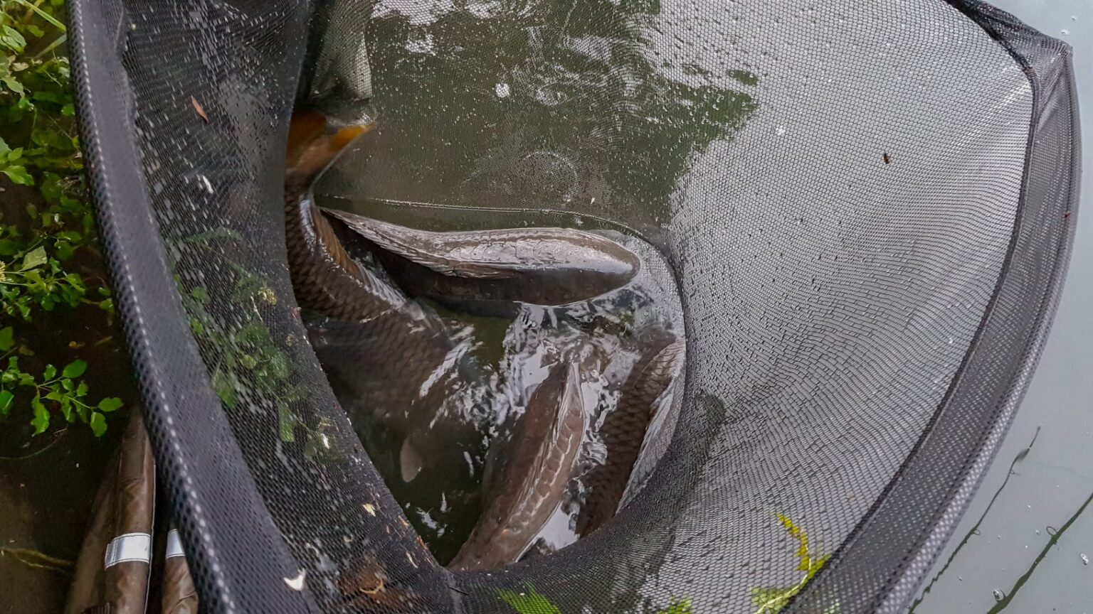Gebruik de juiste voertactiek bij het vissen op karper - CarpFeeling